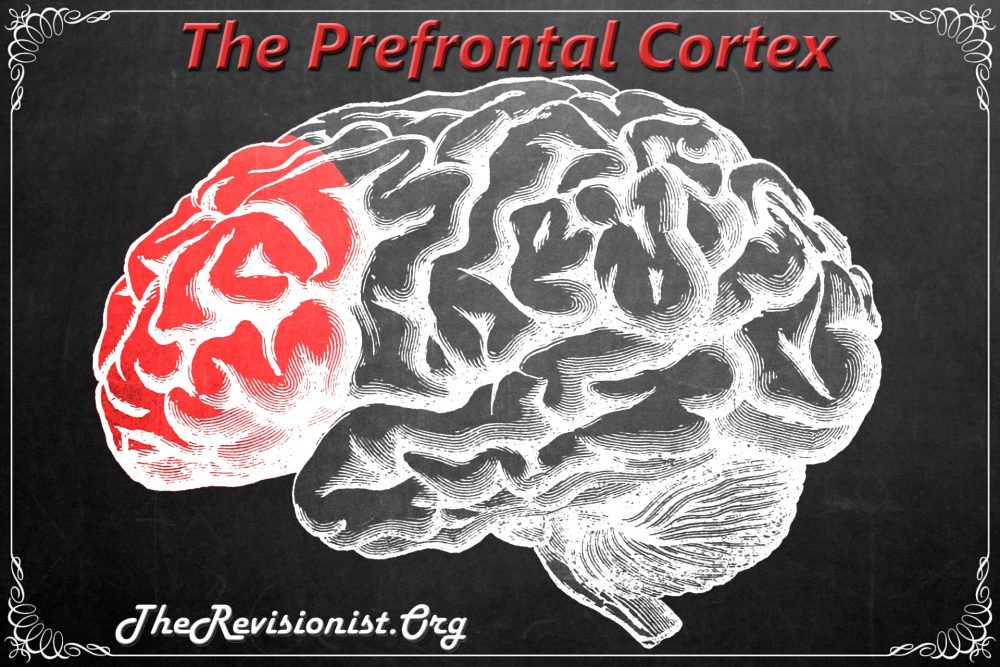 The Role Of The Prefrontal Cortex In Our Cognitive Function The Revisionist